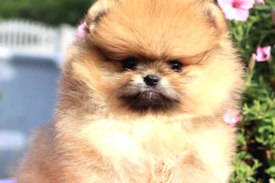 Teddy Face Boo Pomeranian Yavrular - Yavru Kedi, Köpek ve Kuş İlanları